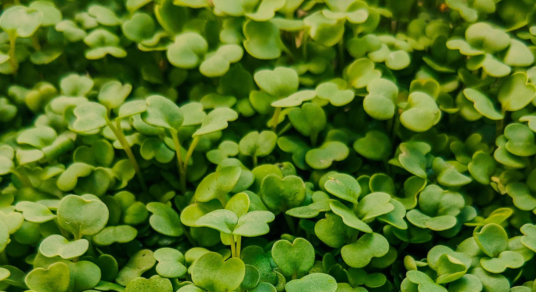Supermunch Fresh & Organic Microgreens Online Store